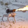 Thermonator: The Flamethrower Robot Dog | Throwflame